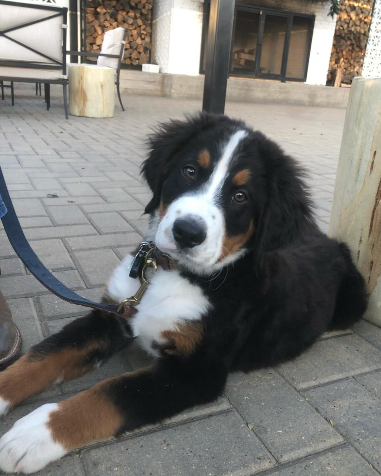 Puppy Application – Bernese Adventures